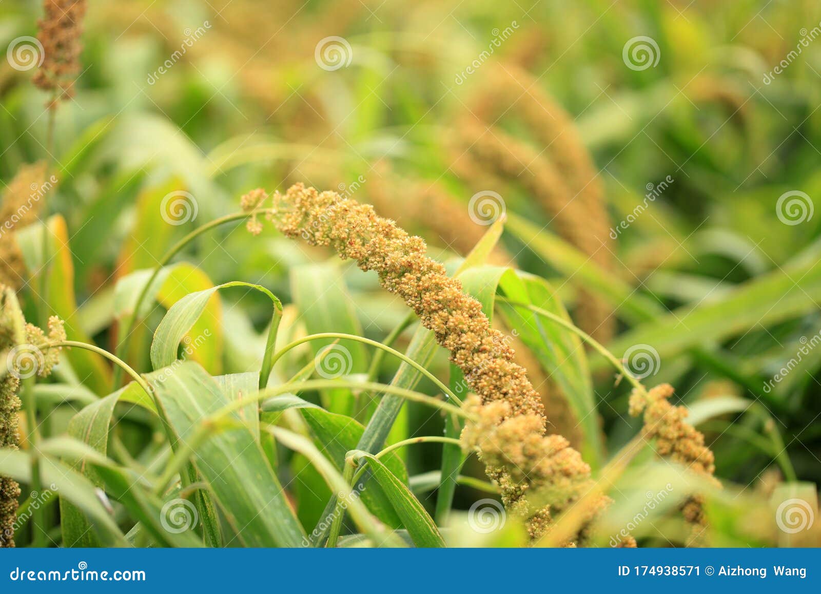 Foxtail millet stock image. Image of idyllic, corn, cereal - 174938571