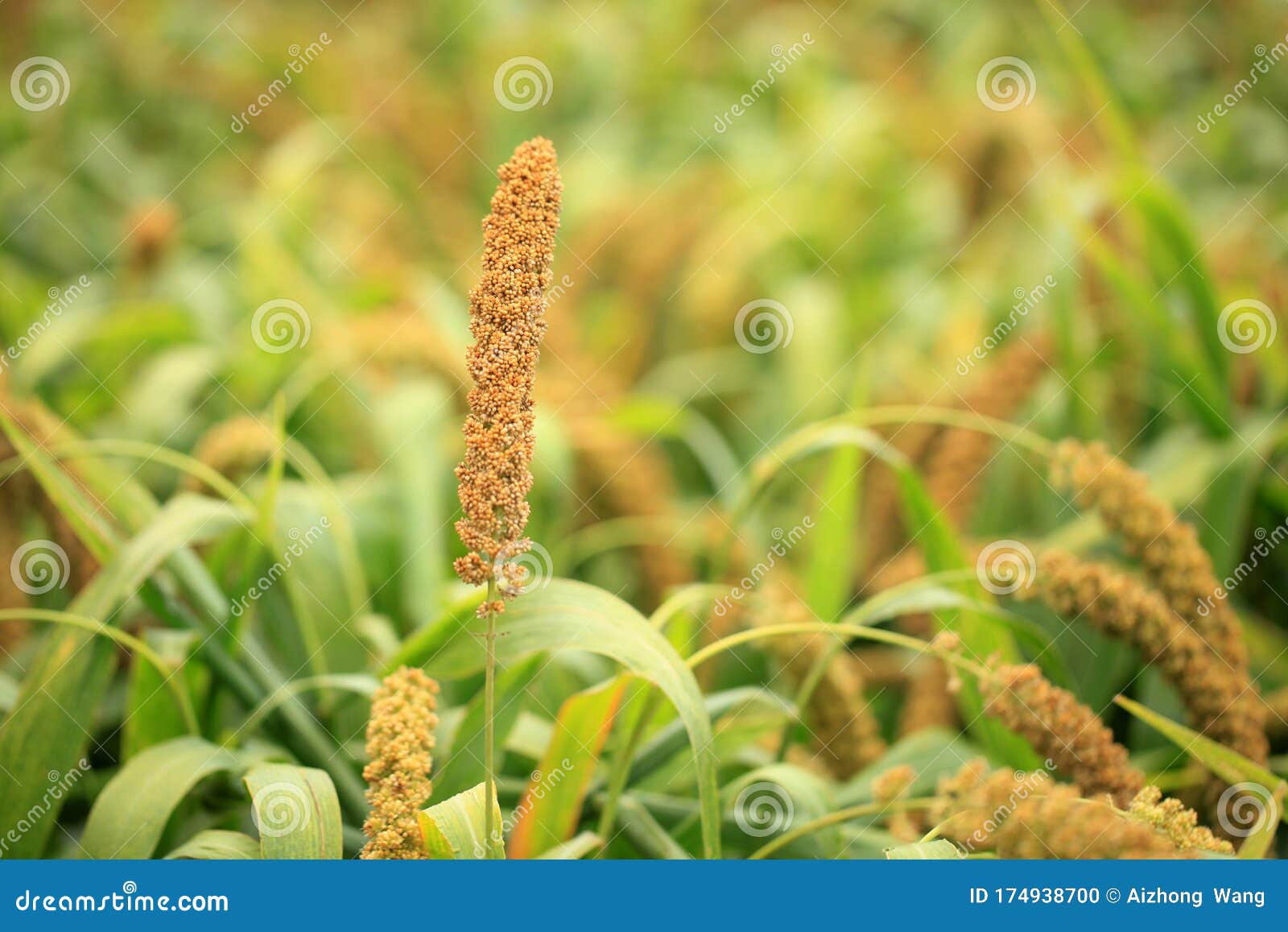 Foxtail millet stock photo. Image of grain, agriculture - 174938700