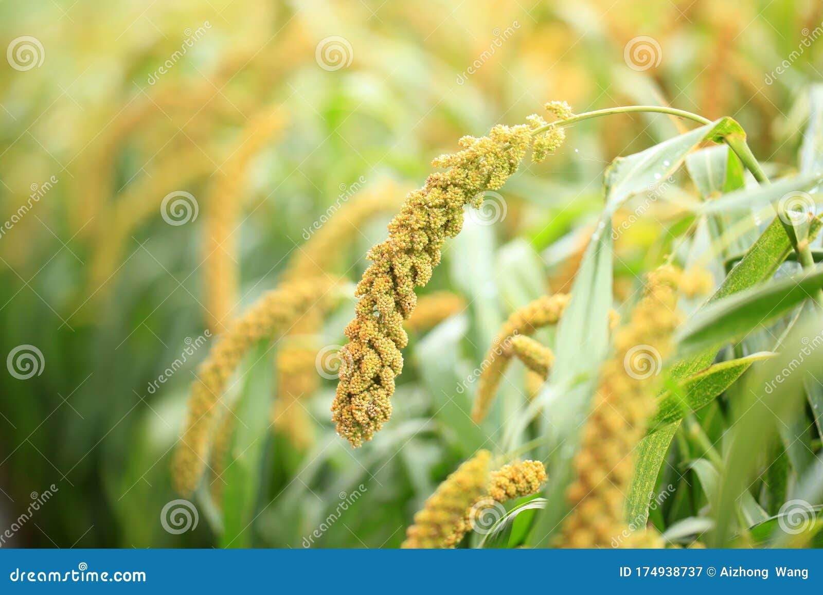 Foxtail millet stock image. Image of grow, green, foxtail - 174938737