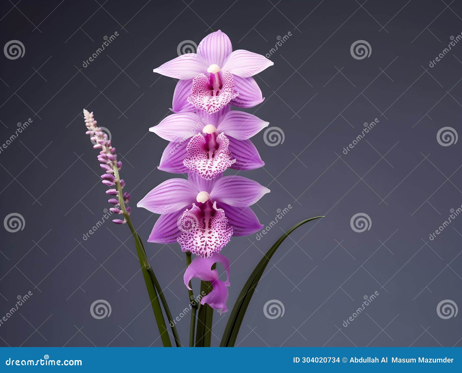 Foxtail Orchid Flower in Studio Background, Single Foxtail Orchid ...