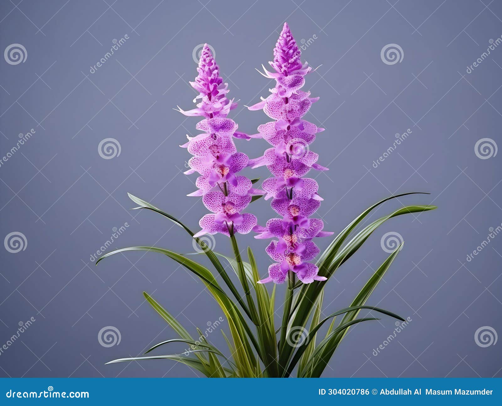 Foxtail Orchid Flower in Studio Background, Single Foxtail Orchid ...