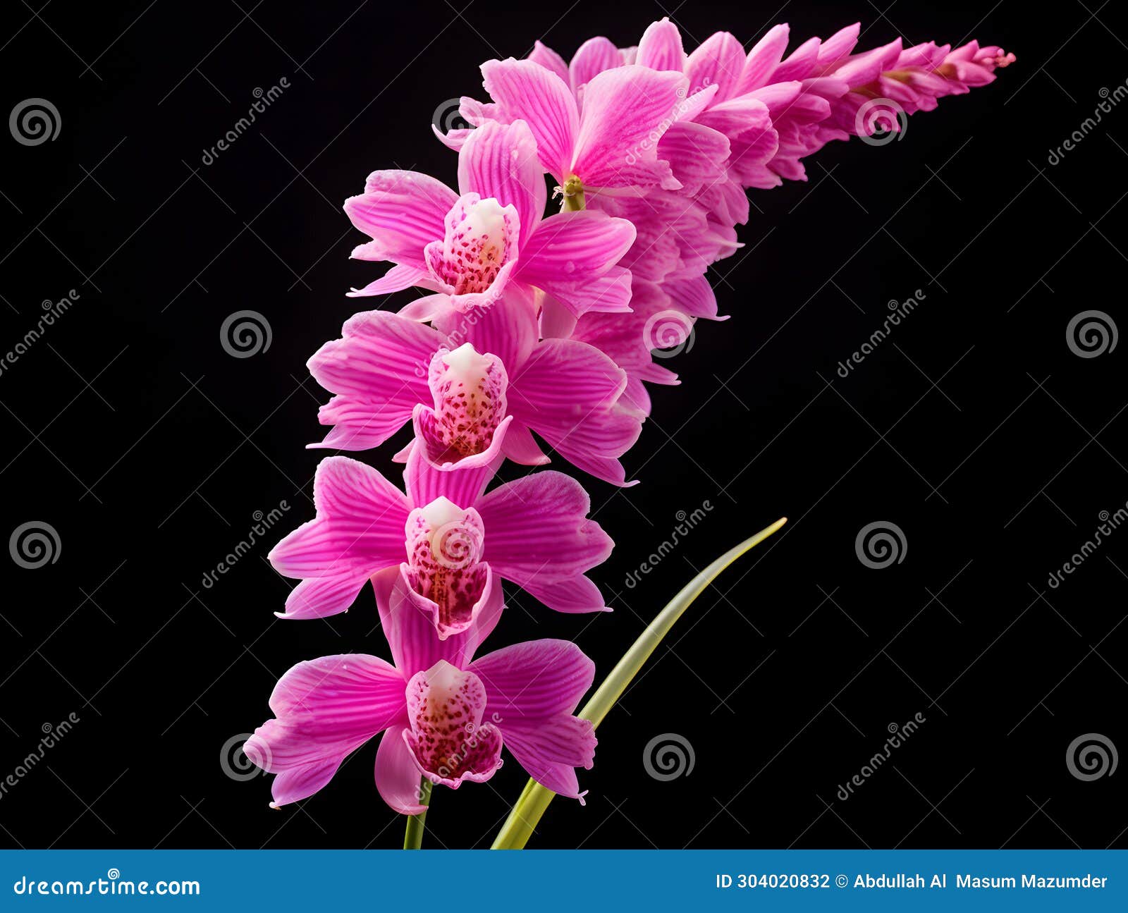Foxtail Orchid Flower in Studio Background, Single Foxtail Orchid ...
