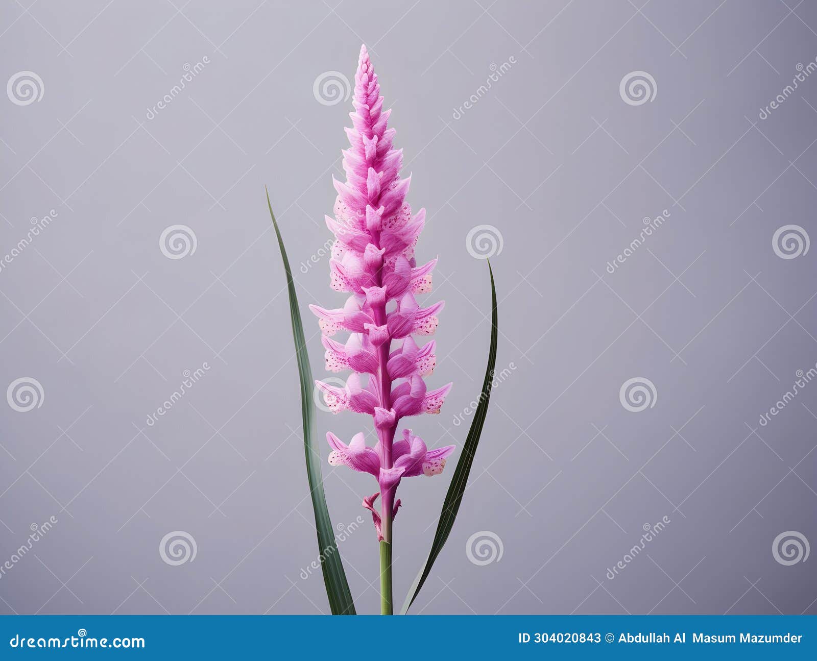 Foxtail Orchid Flower in Studio Background, Single Foxtail Orchid ...