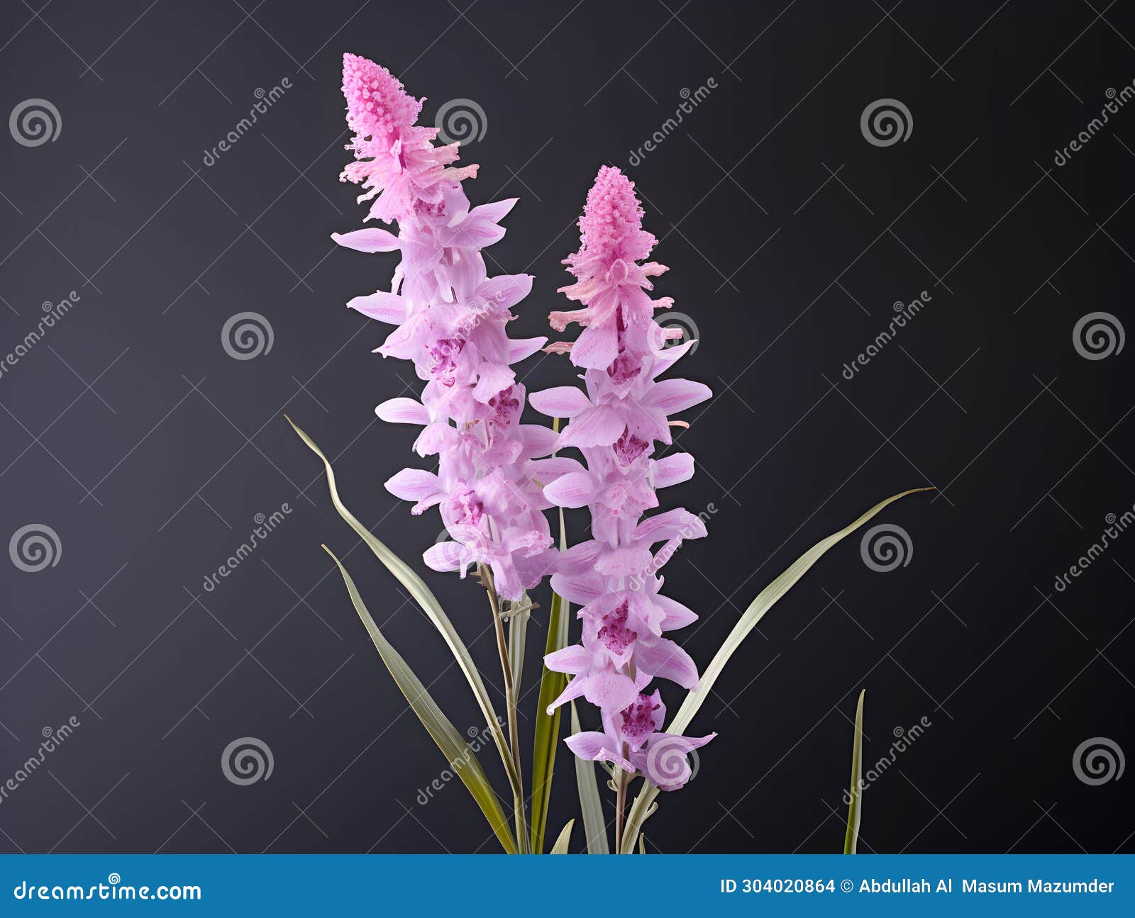 Foxtail Orchid Flower in Studio Background, Single Foxtail Orchid ...