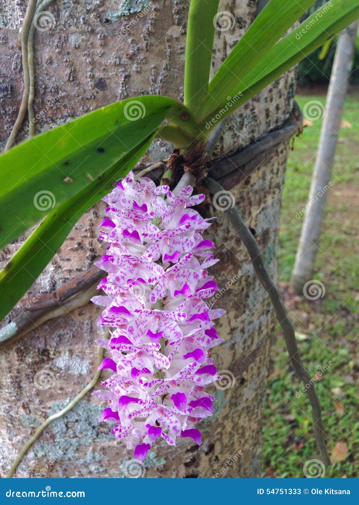 Foxtail Orchid Rhynchostylis Purple Orchid Flower Isolated On White ...