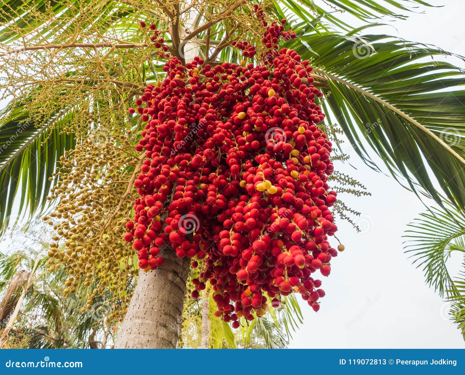 Foxtail Palm Fruit,Red Betel Nut on Palm Tree Stock Image - Image of ...