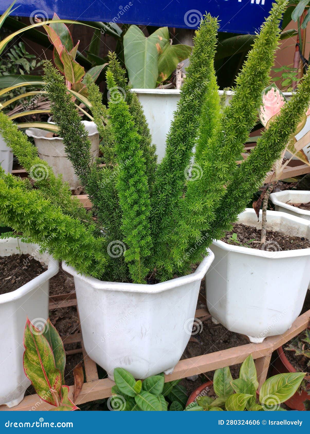 Foxtail Plants Spotted in a Highway Stock Photo - Image of high ...