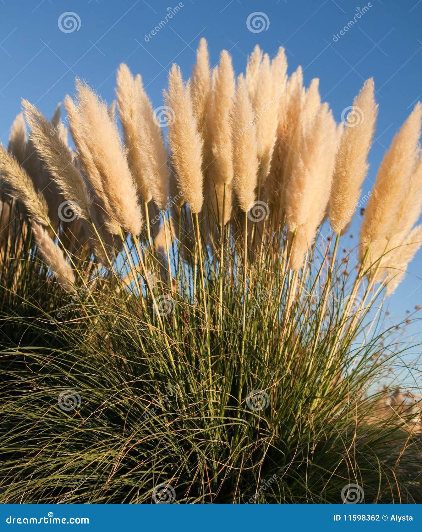 Foxtail Type Plants stock photo. Image of stalk, nature - 11598362