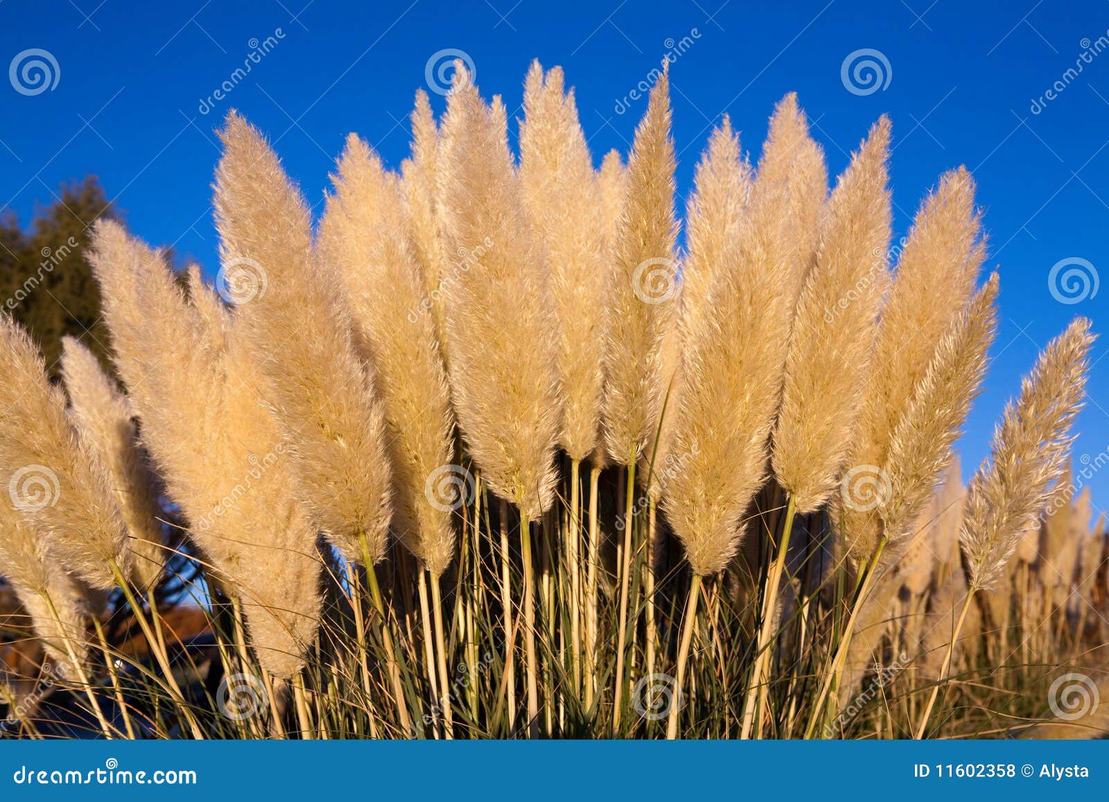 Foxtail Type Plants Royalty Free Stock Photos - Image: 11602358