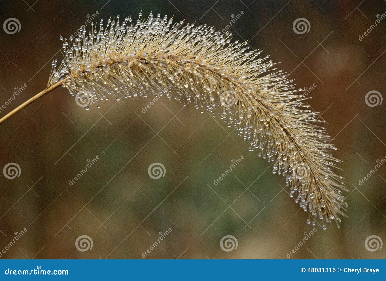 Foxtail Weed with Dew stock photo. Image of rain, prairie - 48081316