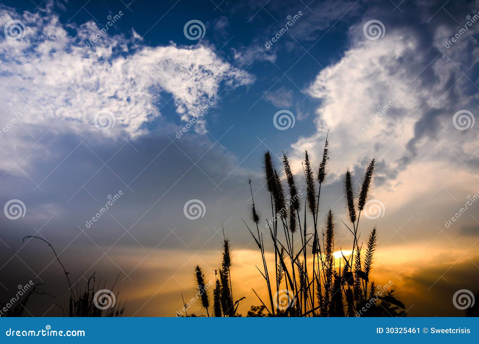 Foxtail Weed in the Evening Stock Image - Image of september, foxtail ...