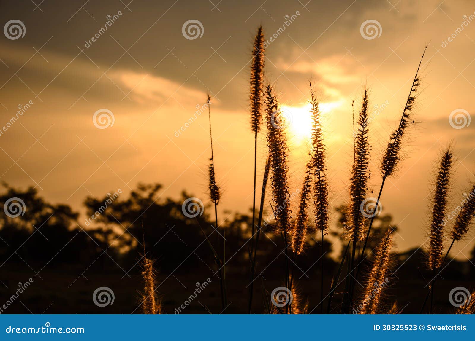 Foxtail Weed in the Evening Stock Image - Image of lined, weed: 30325523