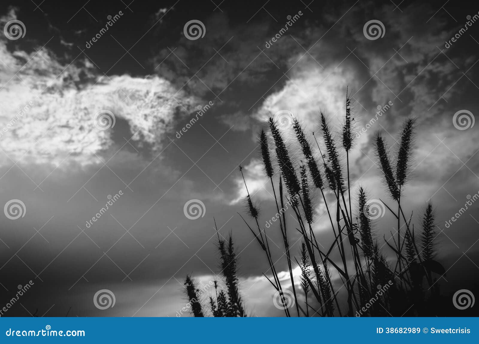 Foxtail Weed in the Evening Stock Image - Image of beautiful, evening ...