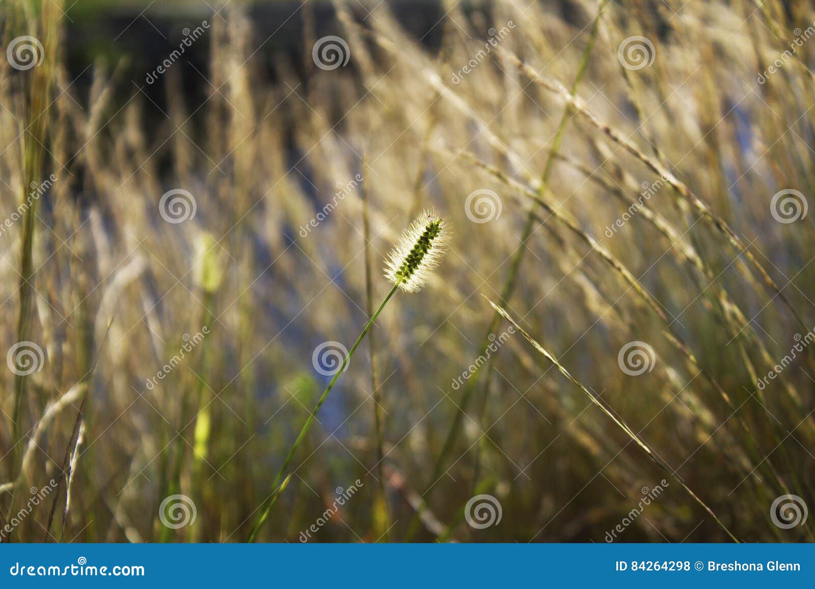 Foxtail Weed Plant stock photo. Image of light, river - 84264298