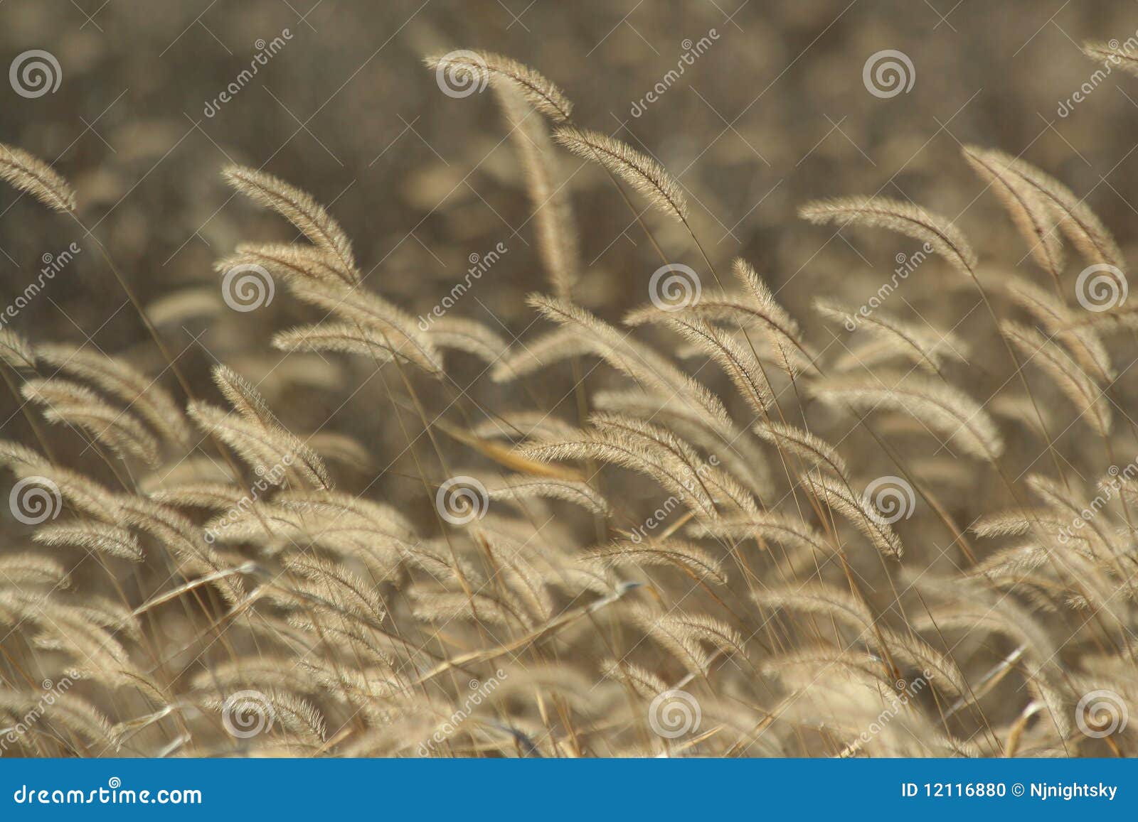 Foxtail weeds in autumn stock photo. Image of leaf, barley - 12116880
