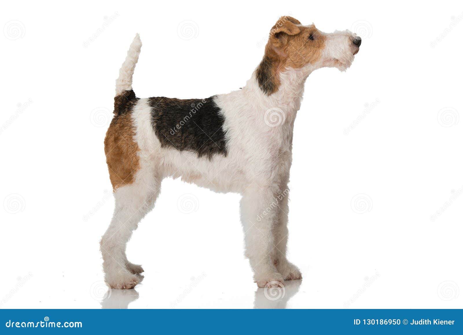 Adult Fox Terrier Dog Standing on White Background Stock Photo - Image ...