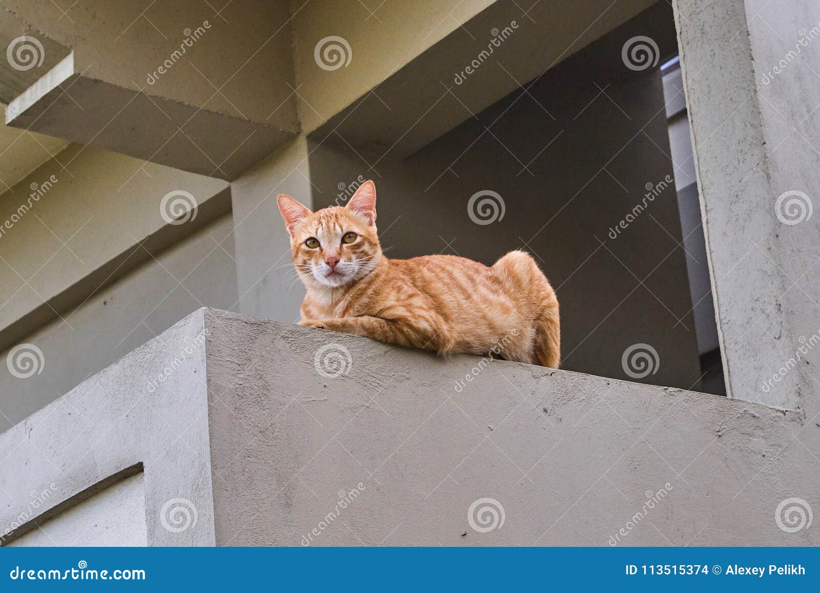 Foxy cat is sitting stock photo. Image of natural, orange - 113515374