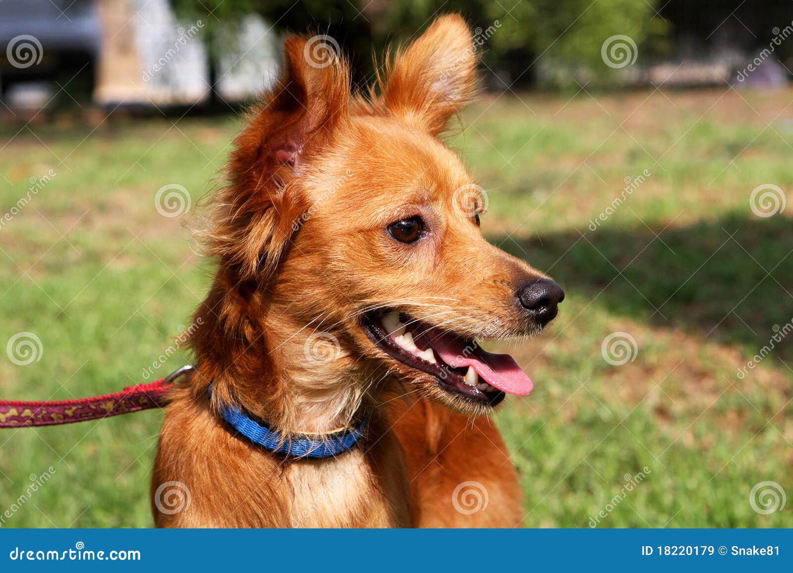 Foxy dog stock image. Image of play, throat, mouth, open - 18220179