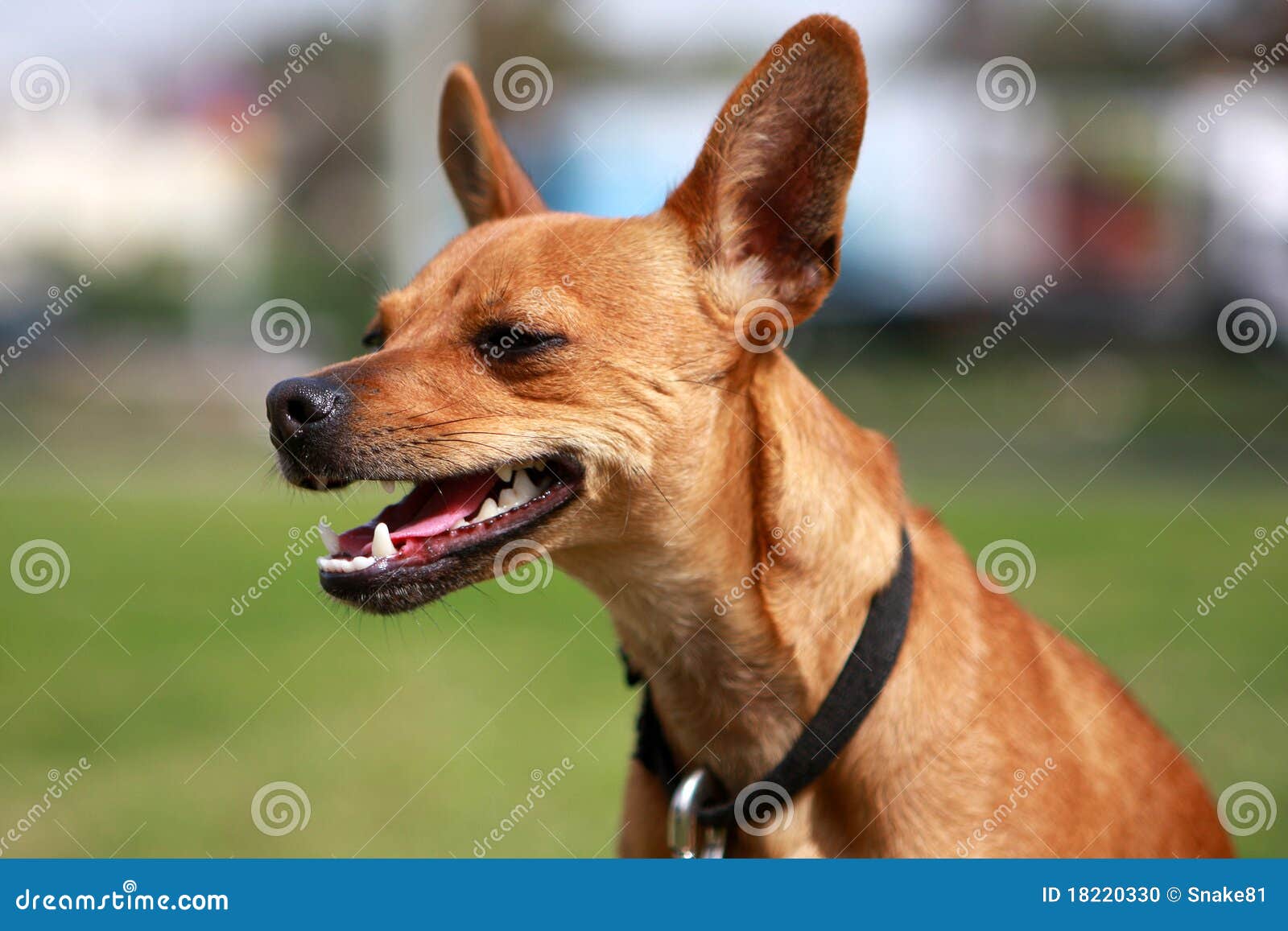 Foxy dog stock photo. Image of bark, open, adorable, tongue - 18220330
