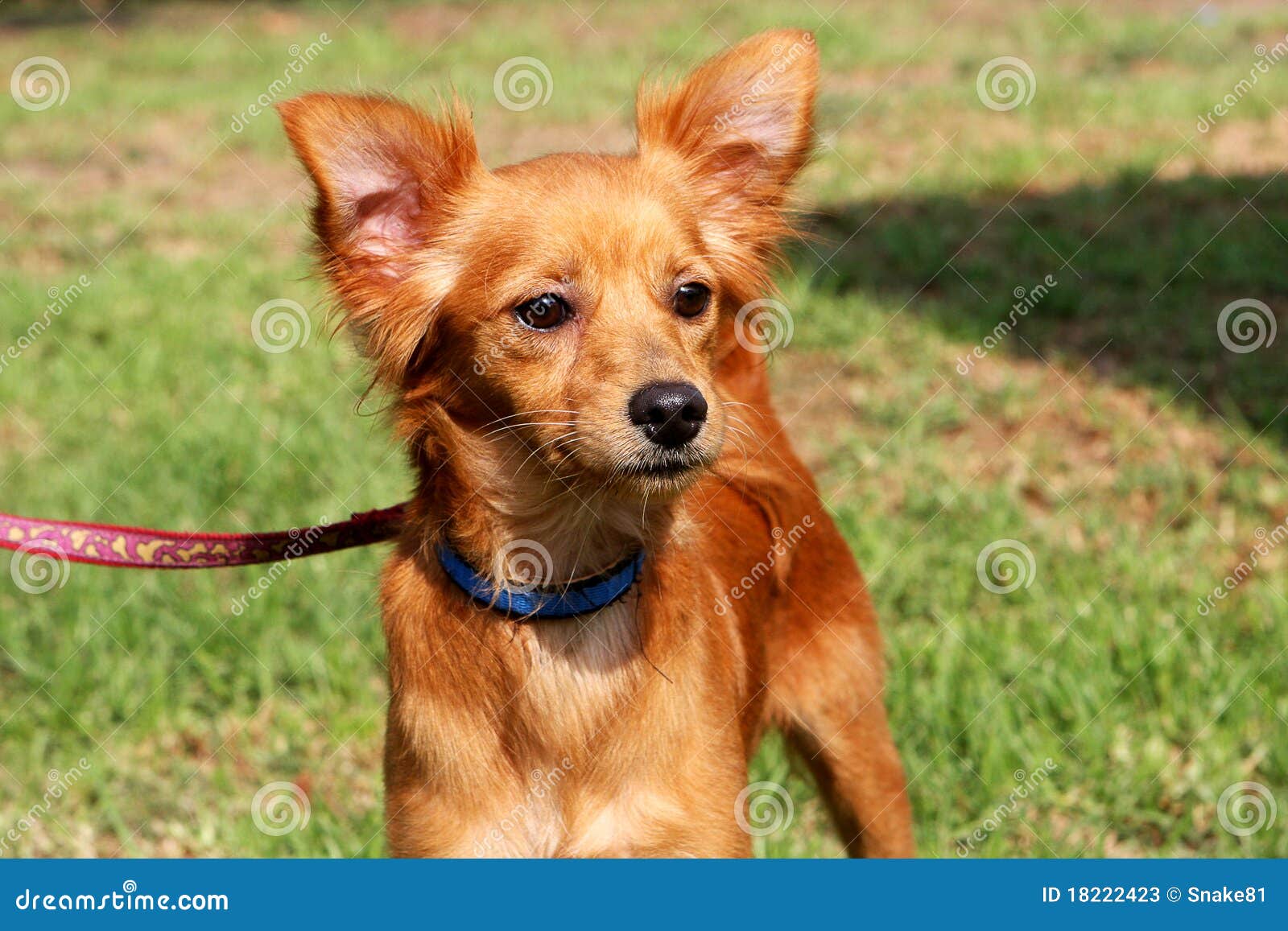 Foxy dog stock image. Image of tongue, mouth, closeup - 18222423