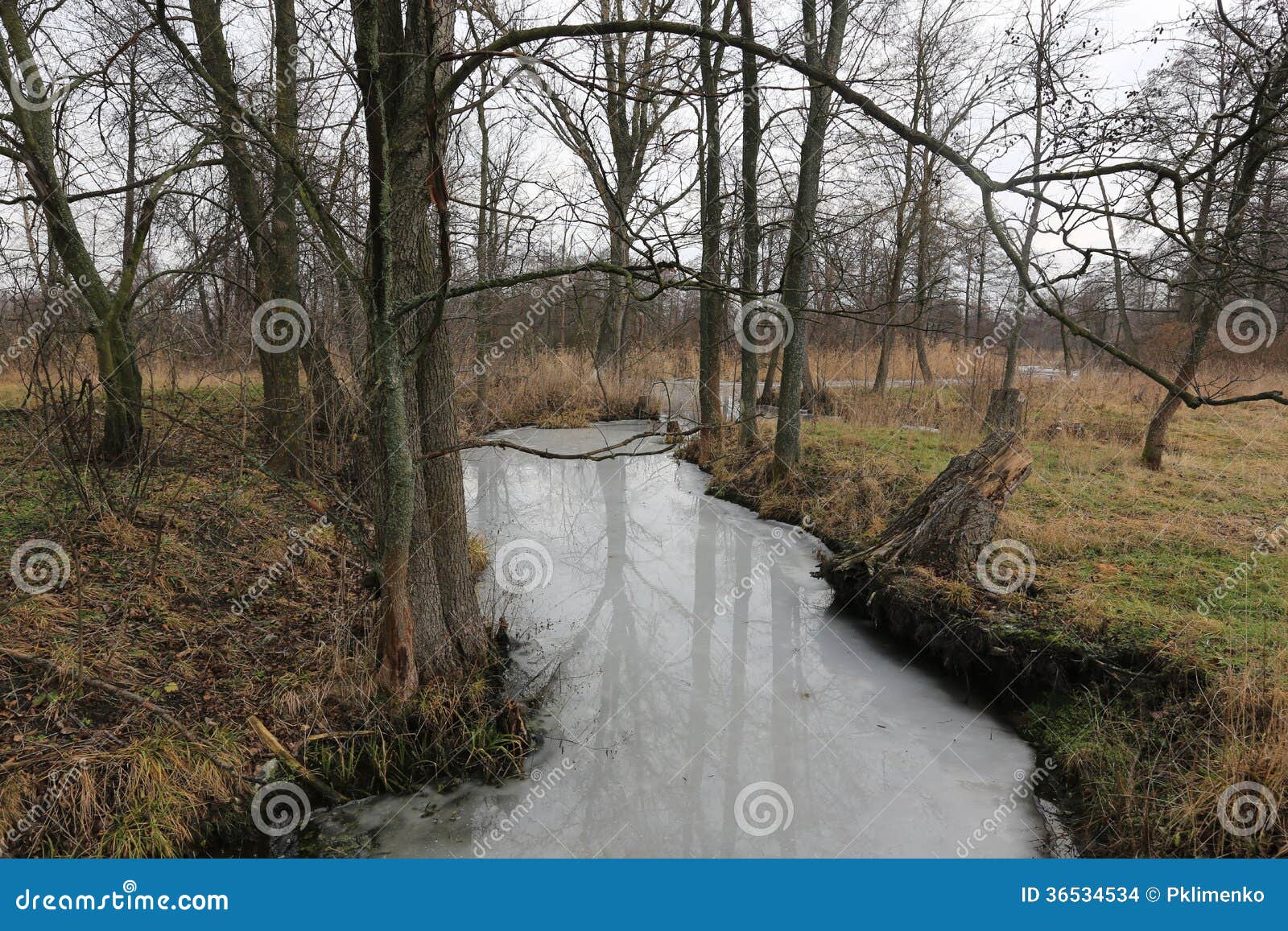 Fozen river in forest stock photo. Image of tree, spring - 36534534