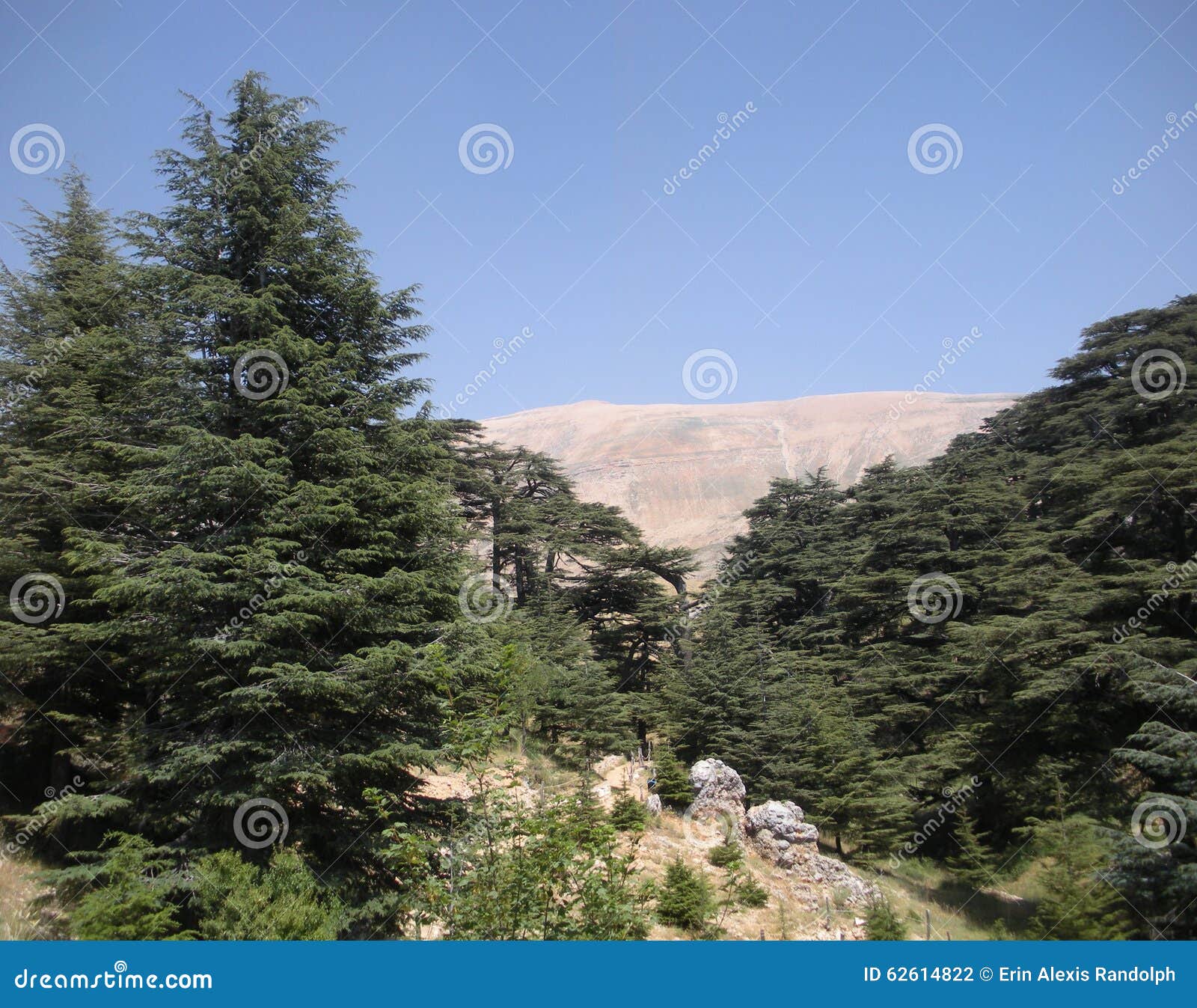 Fra i cedri del Libano fotografia stock. Immagine di giorno - 62614822