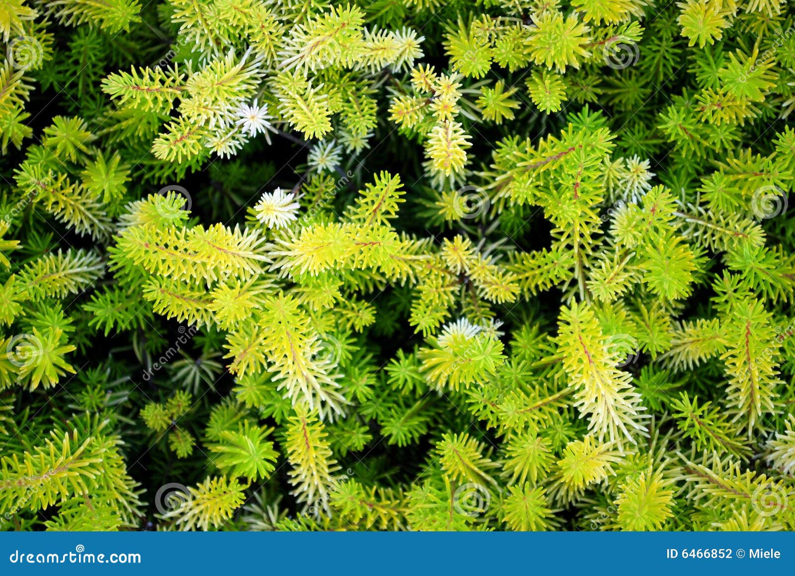 Fractal Abstract Green Plant Stock Photo - Image of outdoor, green: 6466852