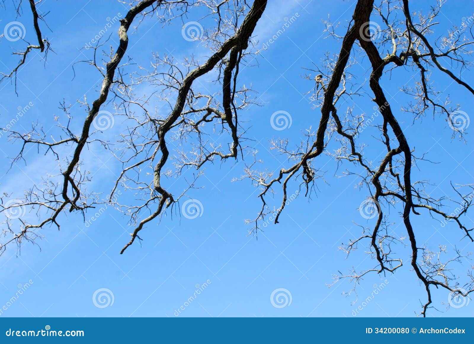 Fractal branches on sky stock photo. Image of natural - 34200080