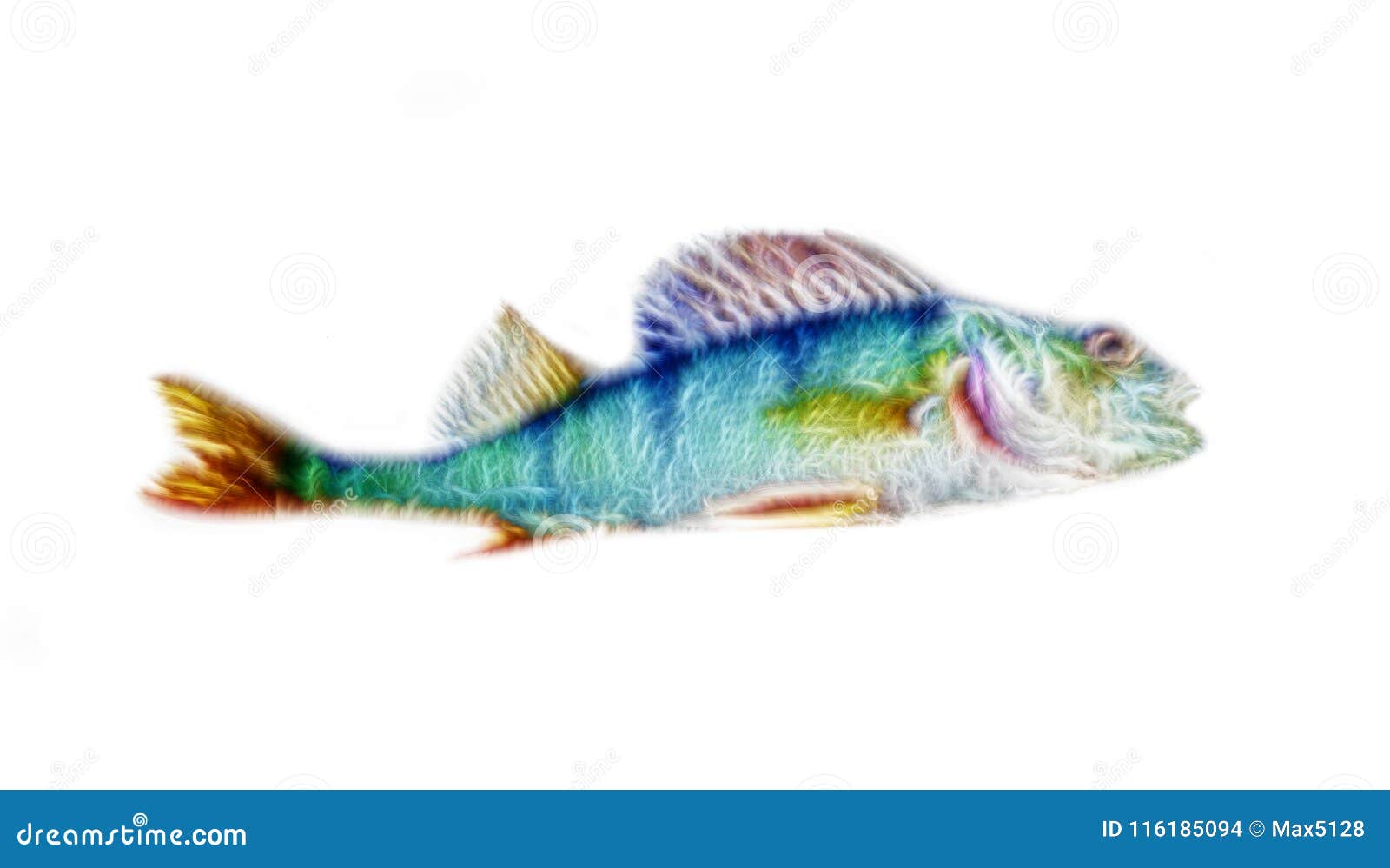 River perch illustration stock photo. Image of perca - 116185094
