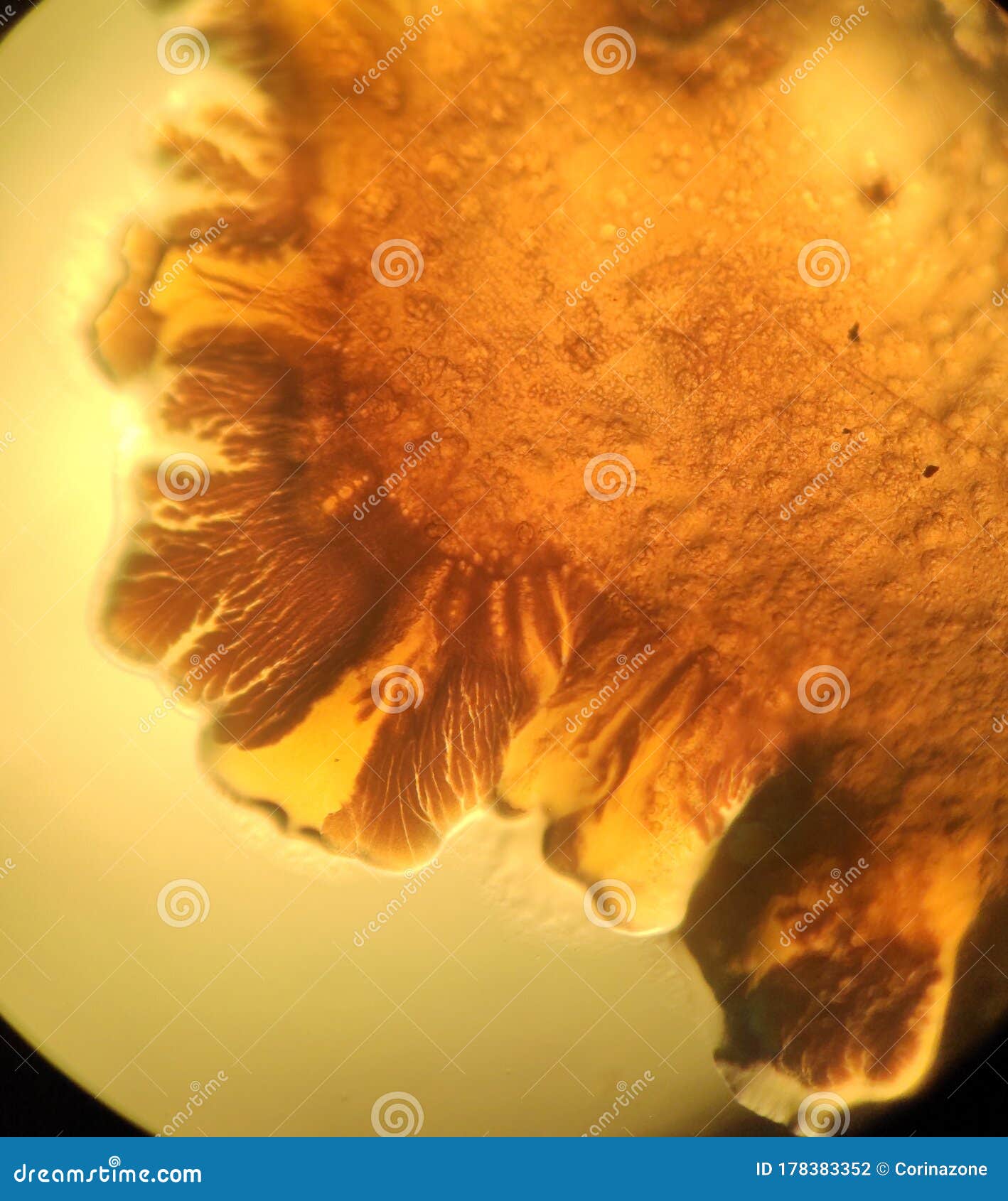 A Fractal Pattern Bacterial Colony Under the Optical Microscope Stock ...