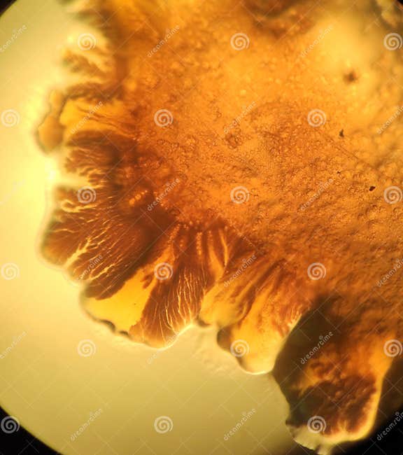 A Fractal Pattern Bacterial Colony Under the Optical Microscope Stock ...