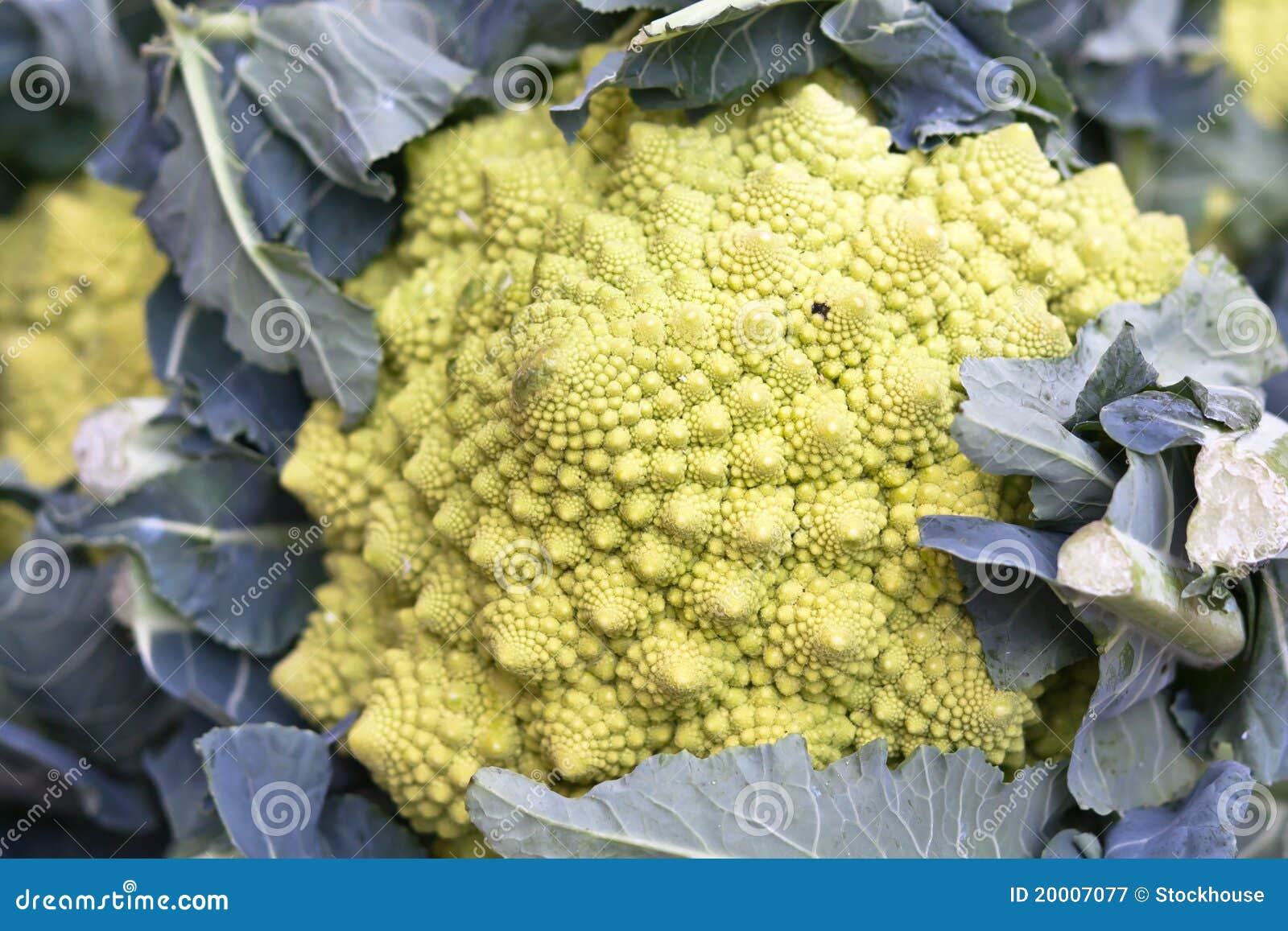 Fractal Romanesco cabbage stock image. Image of landscape - 20007077