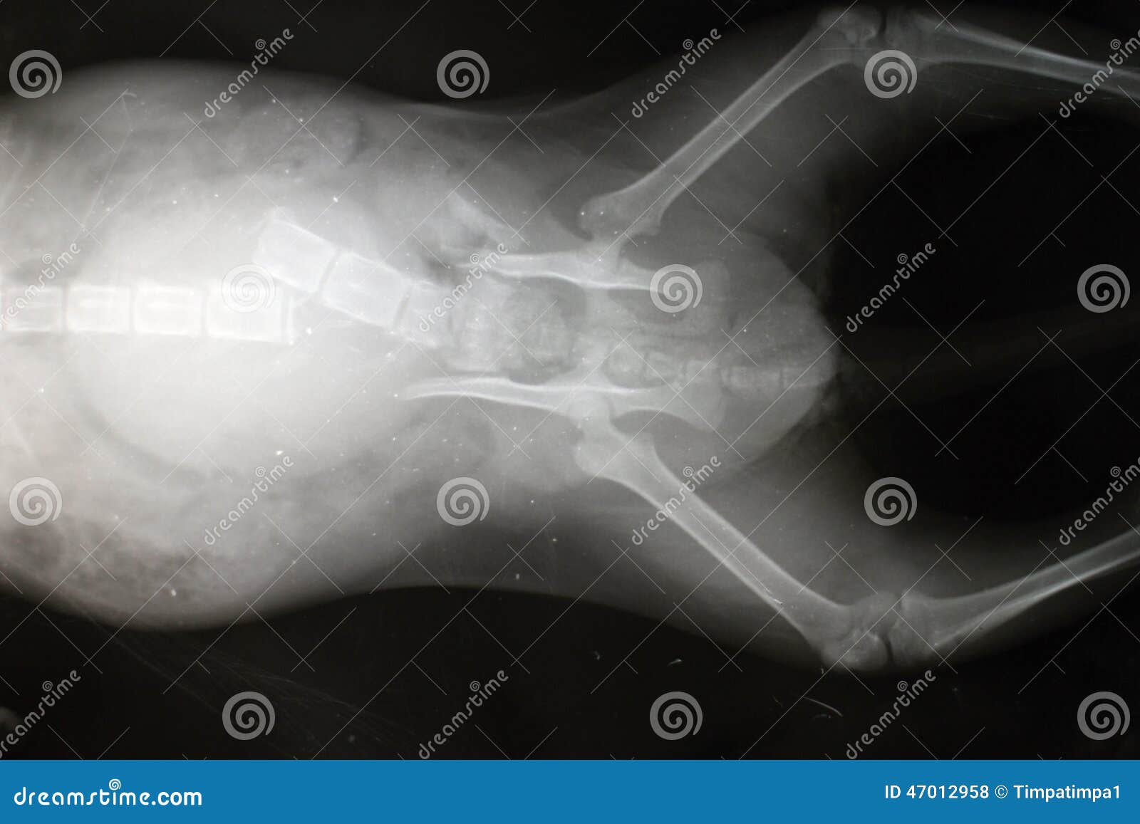 X-ray Of A Cat With A Fracture Of The Pelvis Stock Photo ...