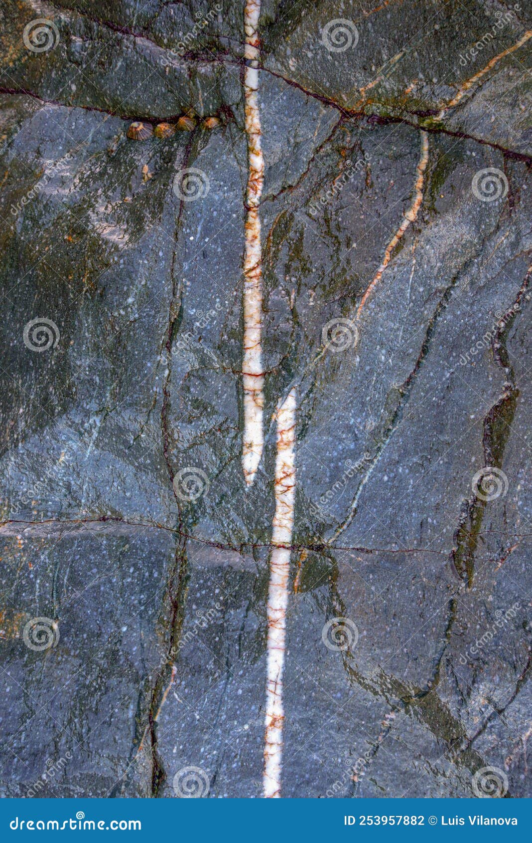 A Fracture in a Quartz Vein Embedded in the Blue Slate of the Loiba ...