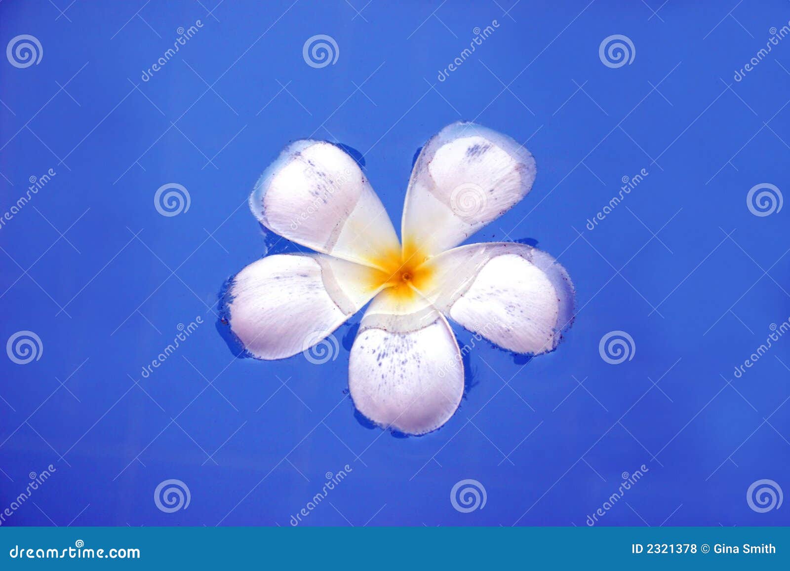 Fragapani flower stock photo. Image of natural, flower - 2321378