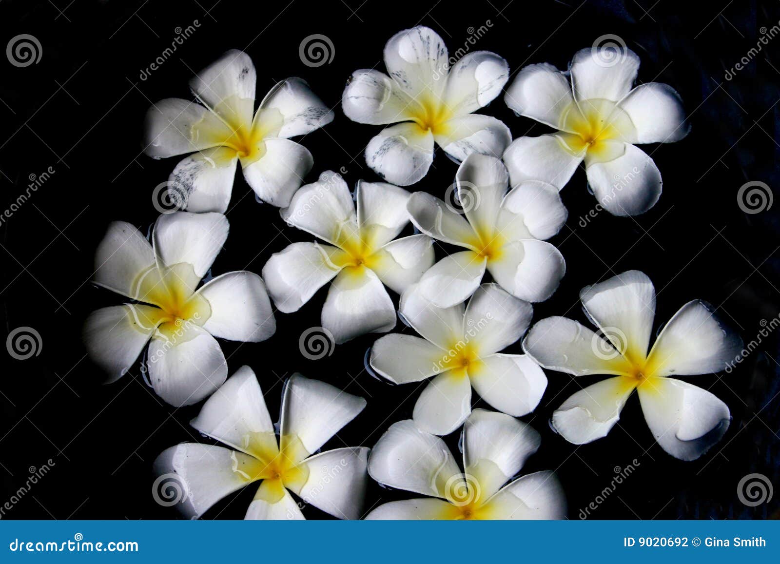 Fragapani flowers stock photo. Image of flora, beautiful - 9020692