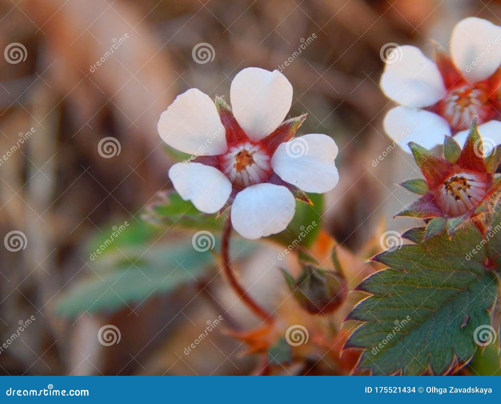 Fragaria Flower in a Forest Editorial Stock Image - Image of bloom ...