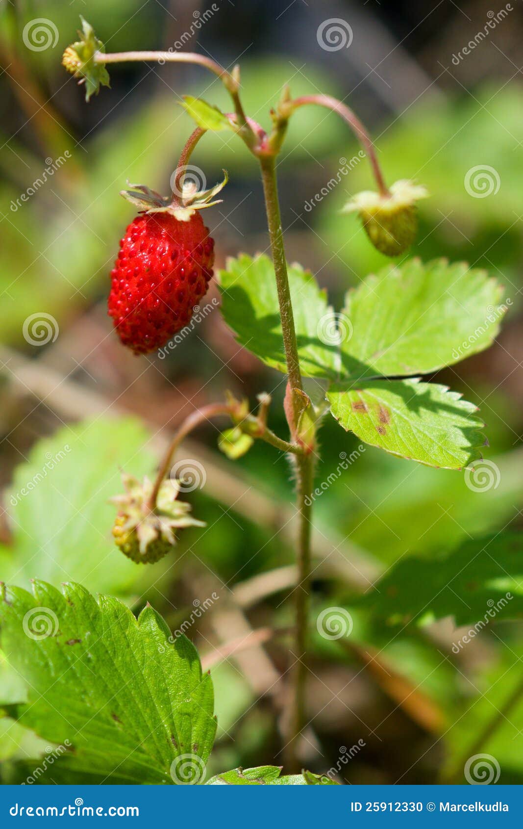 Fragaria vesca stock photo. Image of wild, fragaria, tasty - 25912330