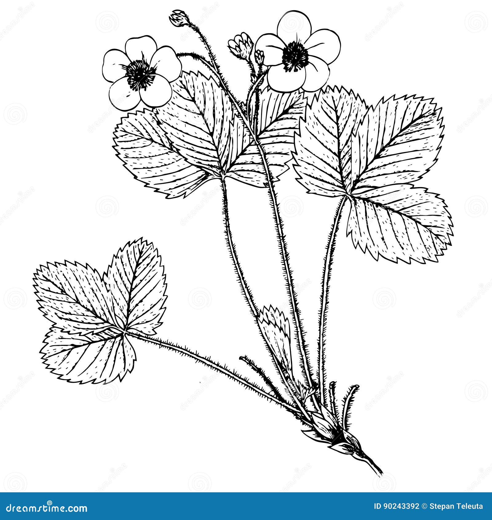 Fragaria viridis stock vector. Illustration of gardening - 90243392