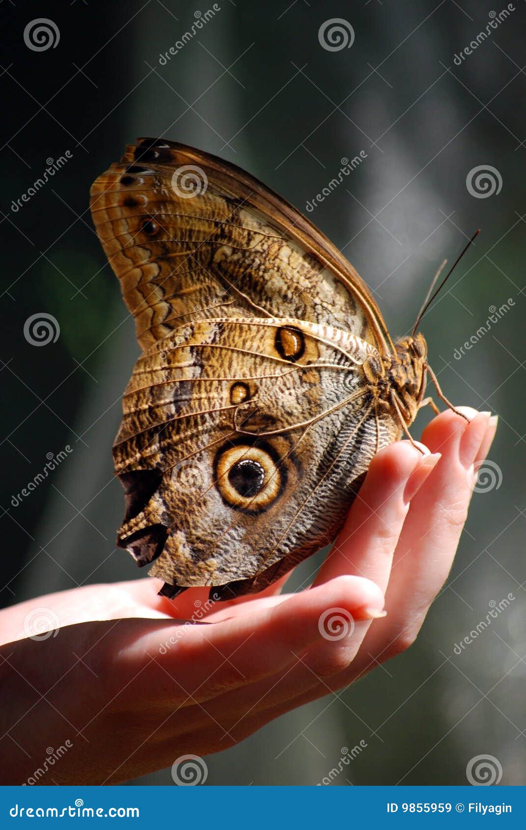 Fragile Beautiful Butterfly Sitting on a Hand Stock Image - Image of ...