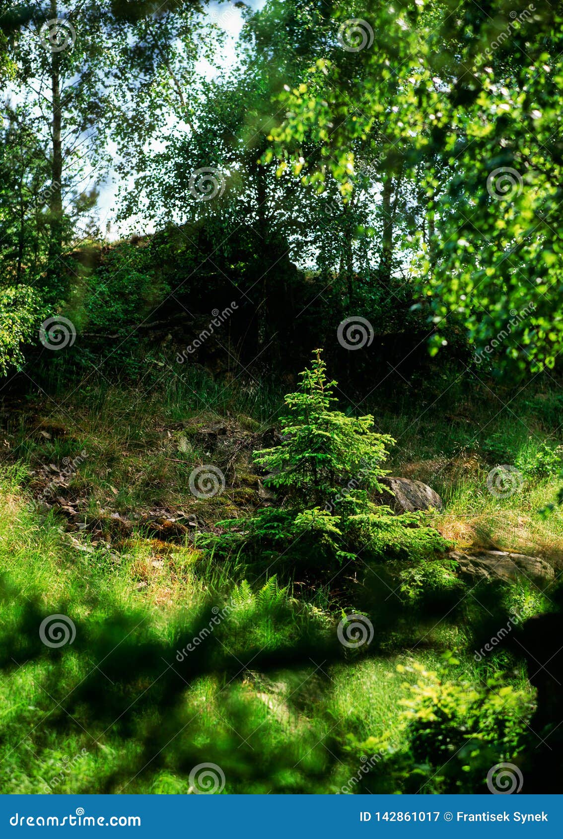 Fragile Beauty of Summer Forest Stock Image - Image of forests, seasons ...