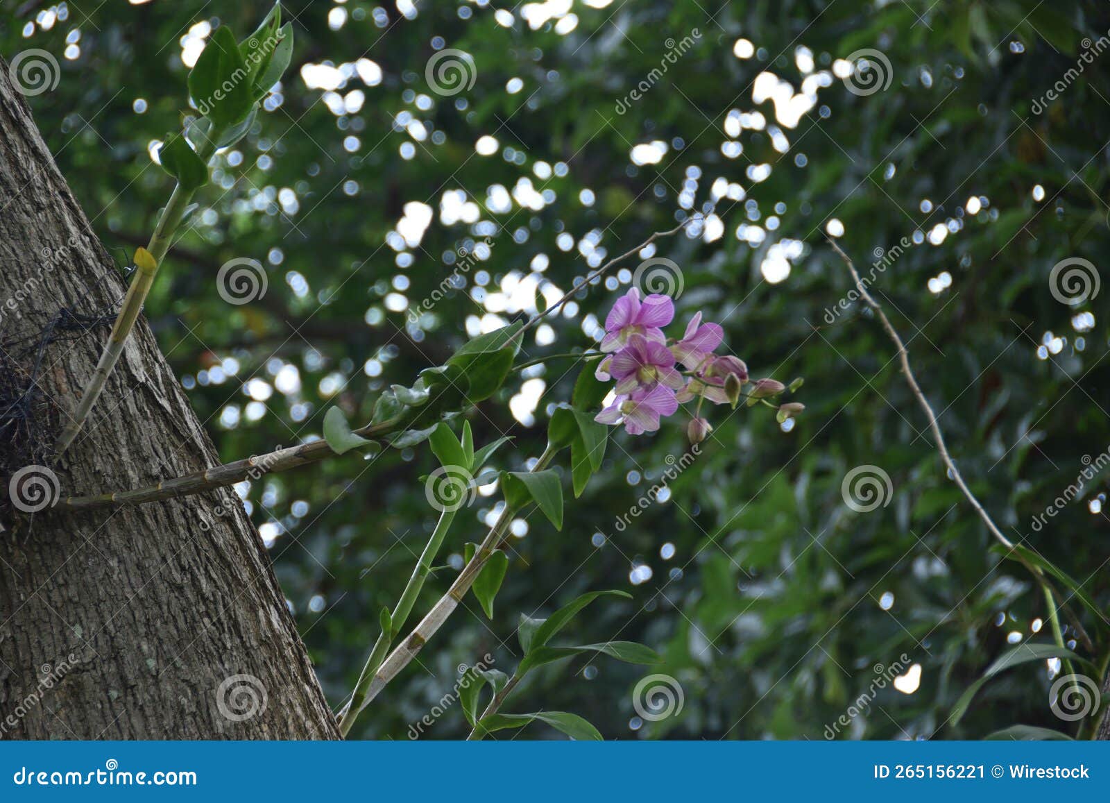 Fragile Blossom Flower on a Tree Stock Image - Image of flora, closeup ...