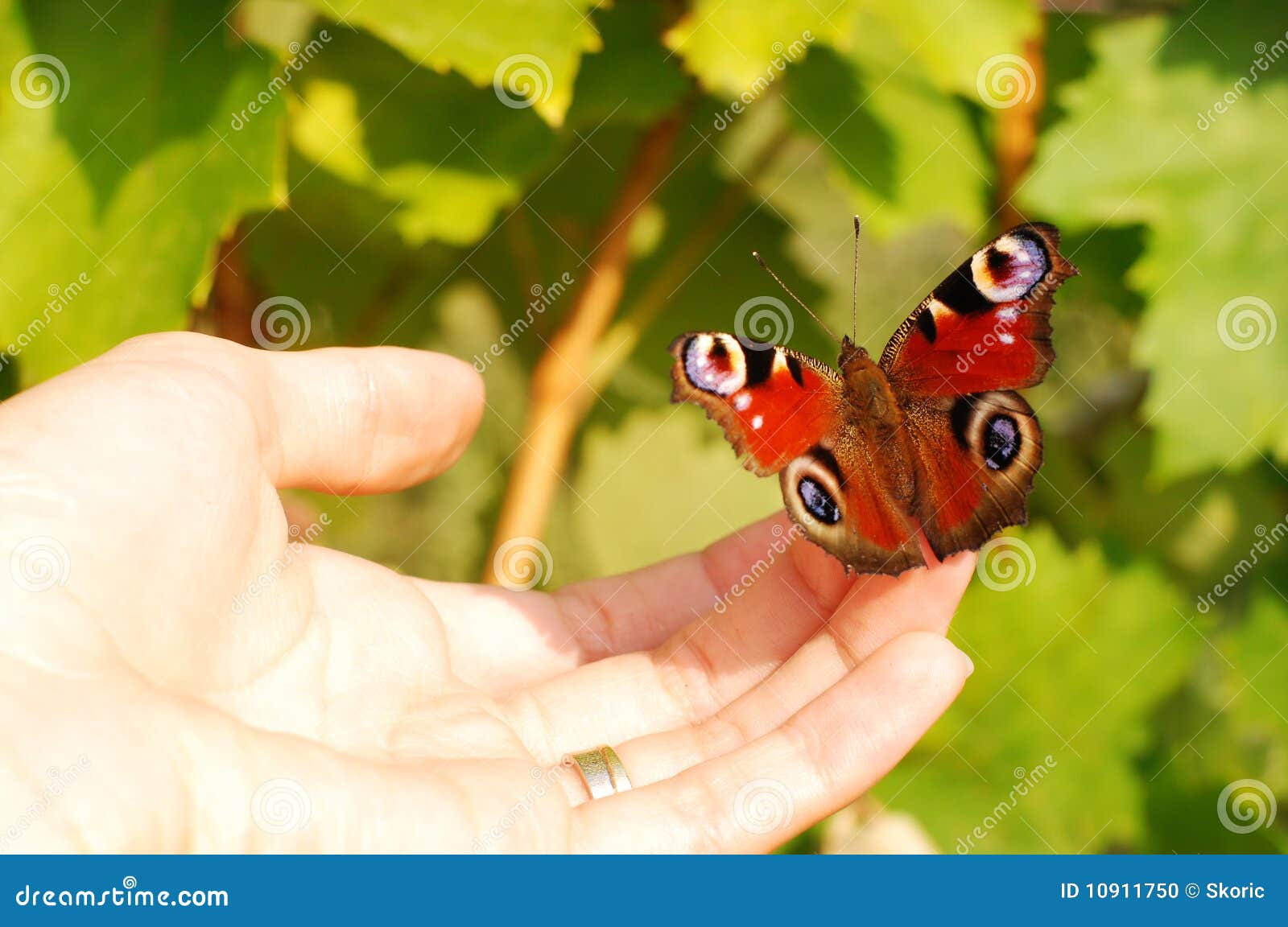 Fragile butterfly resting stock photo. Image of admire - 10911750