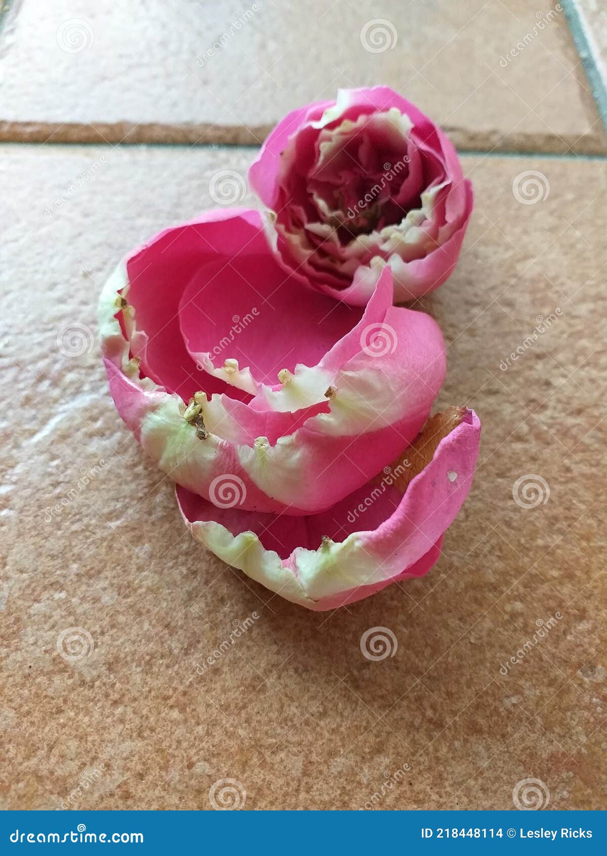 Fragile Crumpled Rose on a Red Tile Stock Photo - Image of black, drips ...