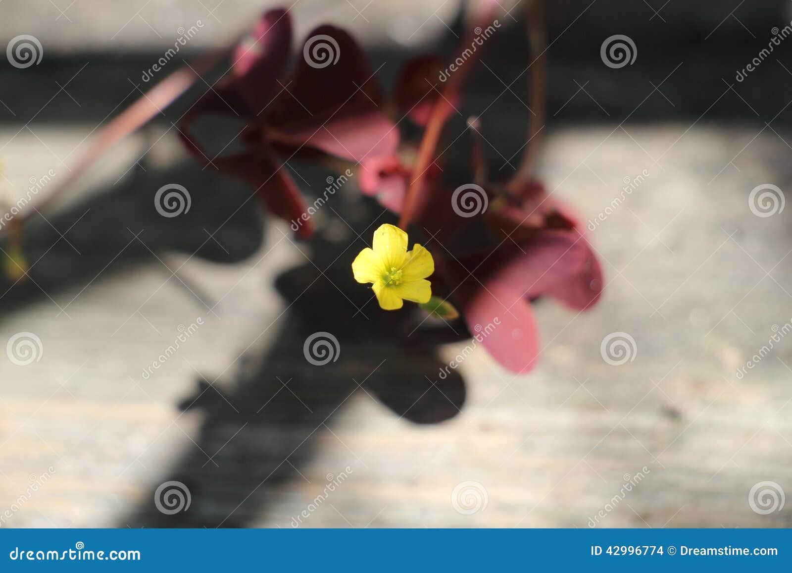 Fragile Delicate Yellow Flower Stock Photo - Image of botany, stamen ...