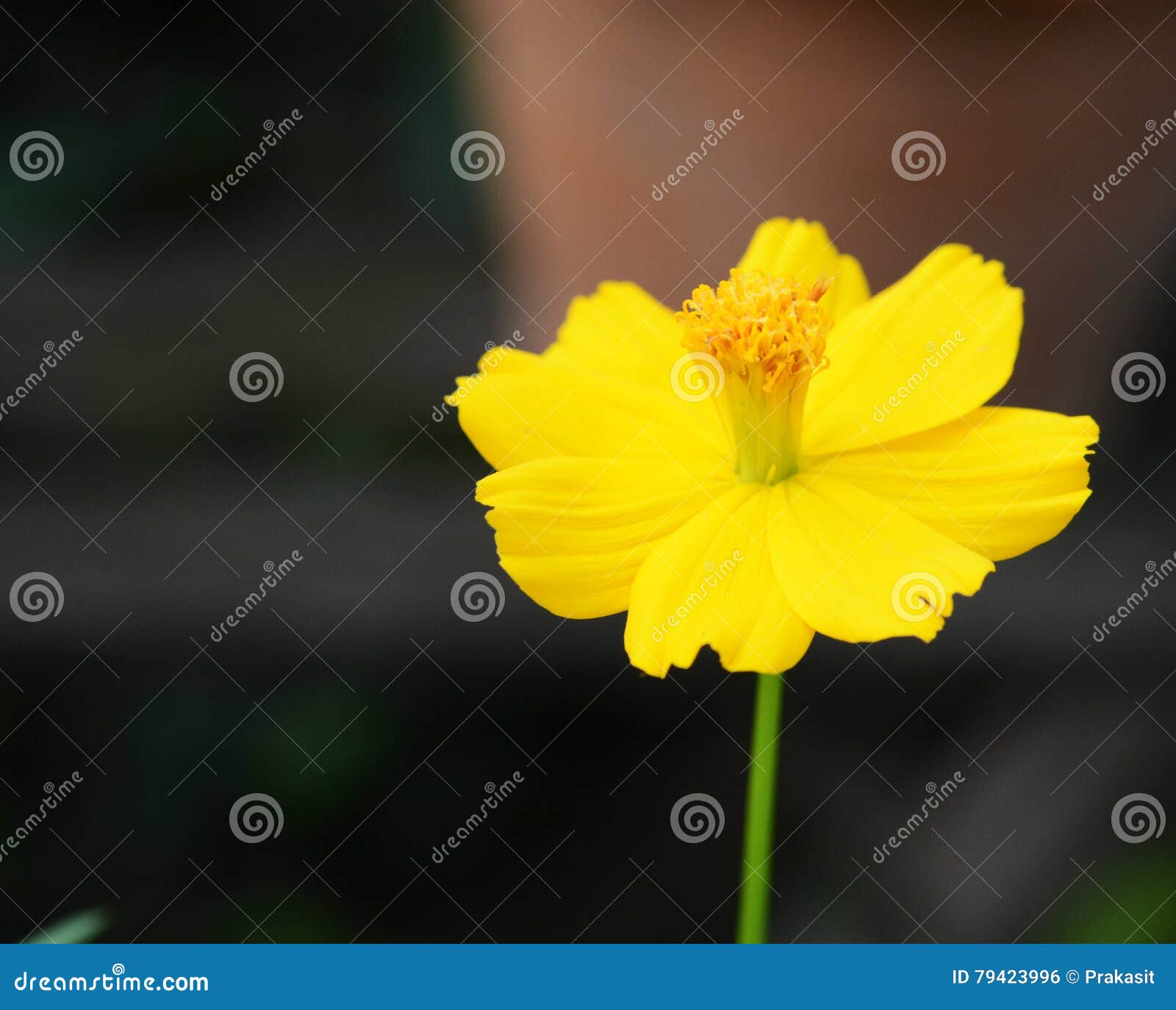 Fragile Delicate Yellow Flower Stock Photo - Image of growth, grass ...