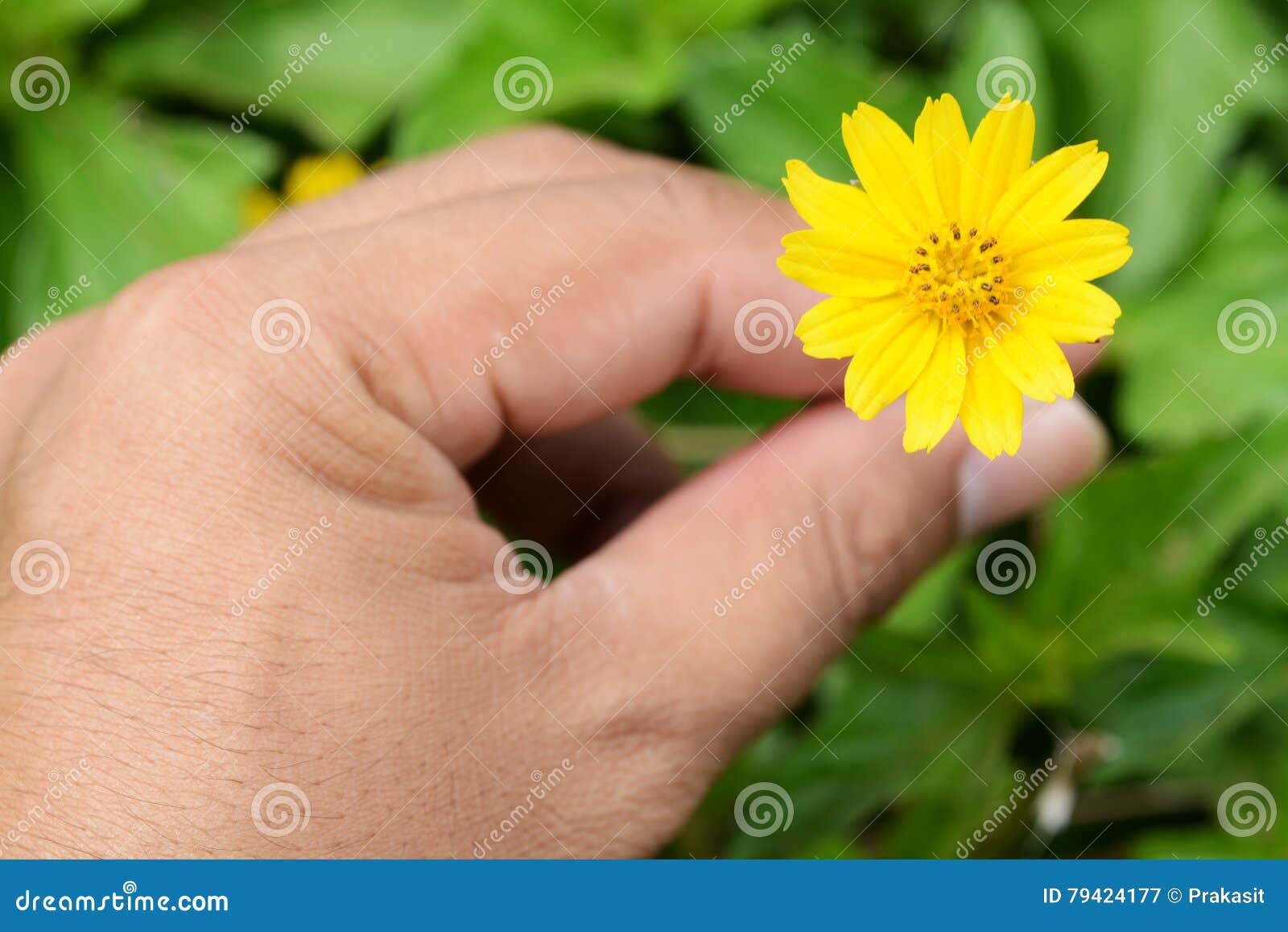 Fragile Delicate Yellow Flower Stock Image - Image of field, night ...