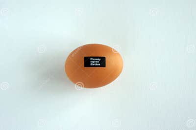 Fragile egg stock photo. Image of fowl, concept, damage - 38141308