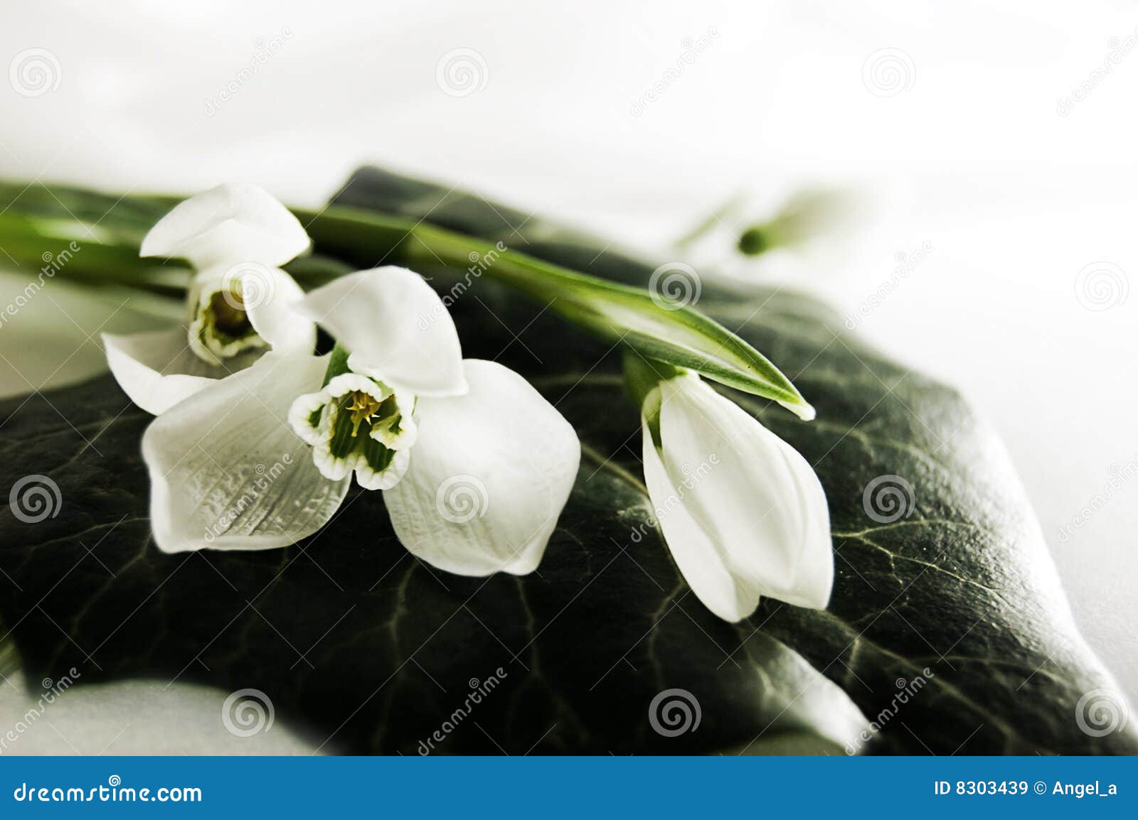 Fragile flowers stock image. Image of flower, life, green - 8303439