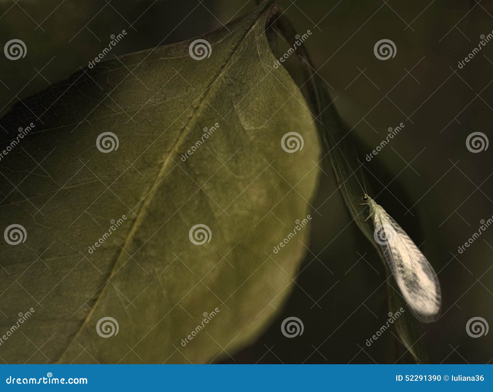 Fragile stock photo. Image of beautiful, nature, plant - 52291390